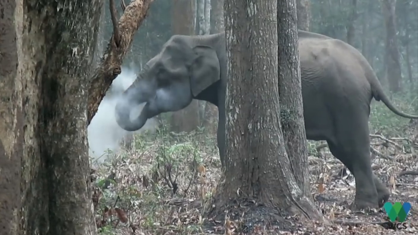 'Smoking' elephant baffles wildlife experts | ITV News