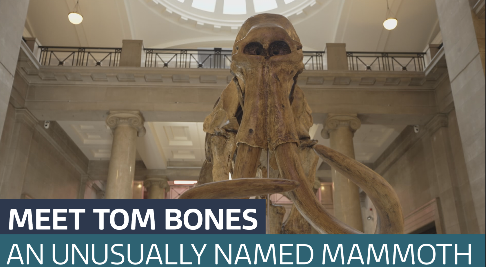 Meet the woolly mammoth skeleton named after one of Wales' most iconic ...