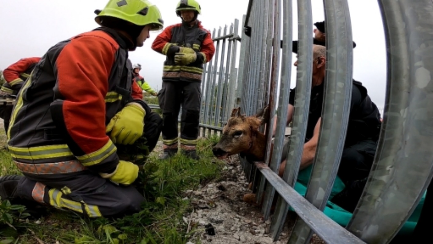 Deer rescued after getting trapped at train station | ITV News West Country