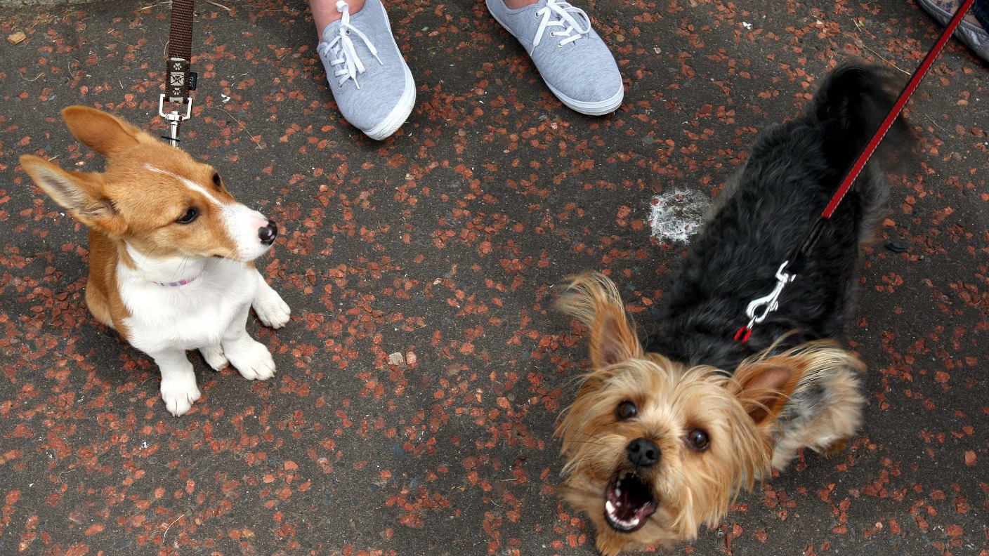 Dog microchipping: What you need to know | ITV News London