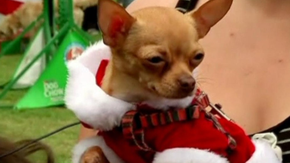 Santas, elves and reindeers at Christmas themed dog parade | ITV News