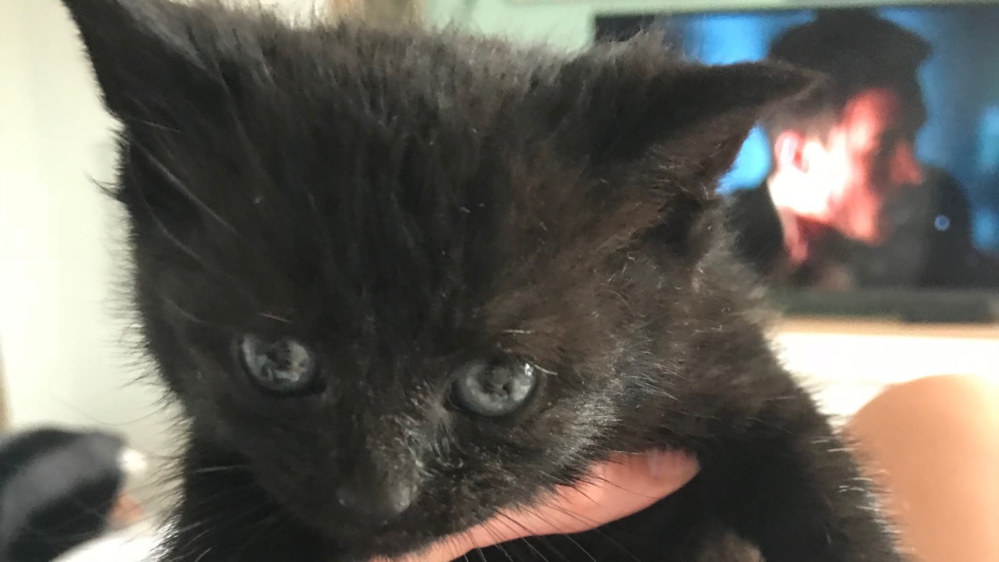 Kittens rescued from sewer pipe after being thrown from car | ITV News ...