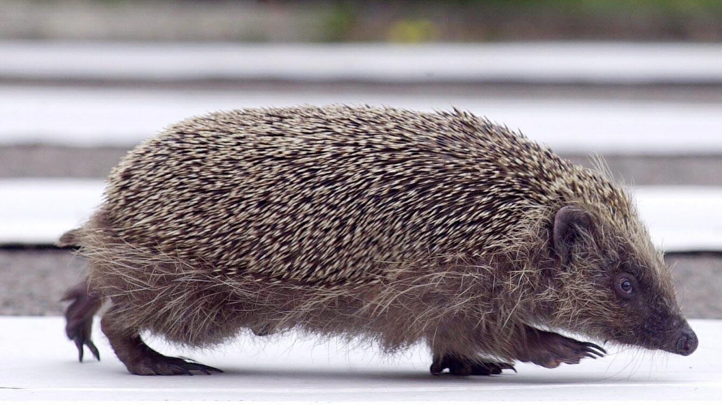 Hedgehog left in prickly position after 8 foot fall in Hertfordshire ...