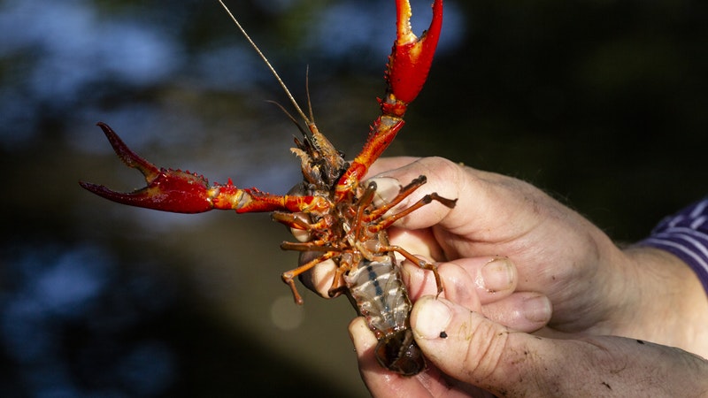 Fisherman spearheads effort to rid Berlin of crayfish plague | ITV News