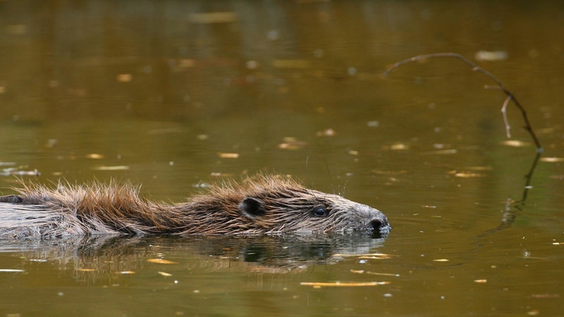 First beavers born in Cornwall for 400 years | ITV News