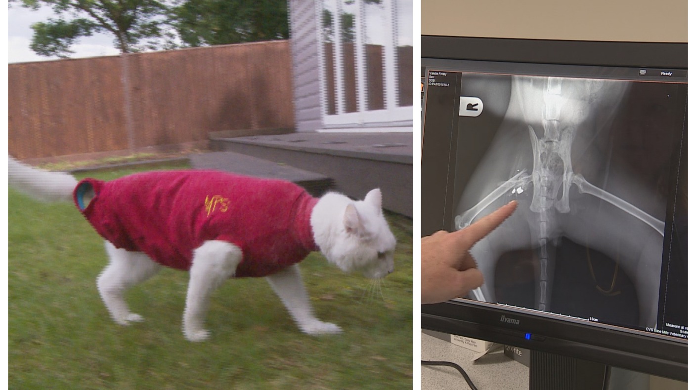 'Despicable act of cruelty'- cat loses leg in air gun attack | ITV News ...