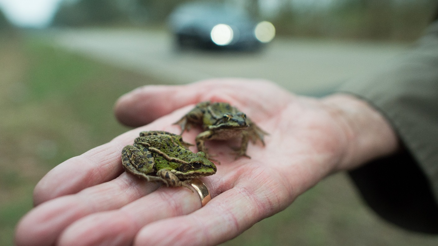 Frogs and toads spotted less frequently in Welsh gardens according to ...