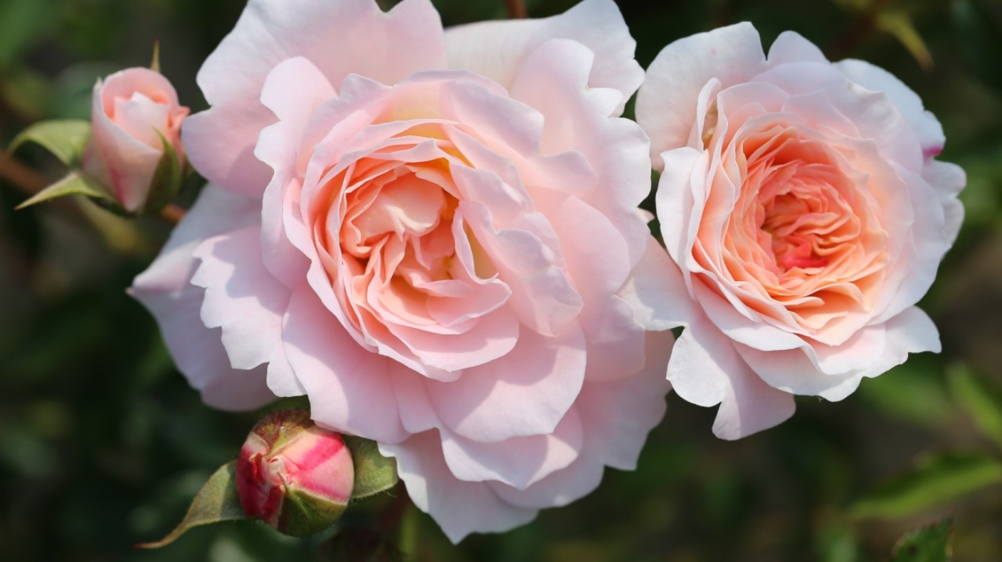 'Sarah Elizabeth' rose launched at Hampton Court show | ITV News Channel