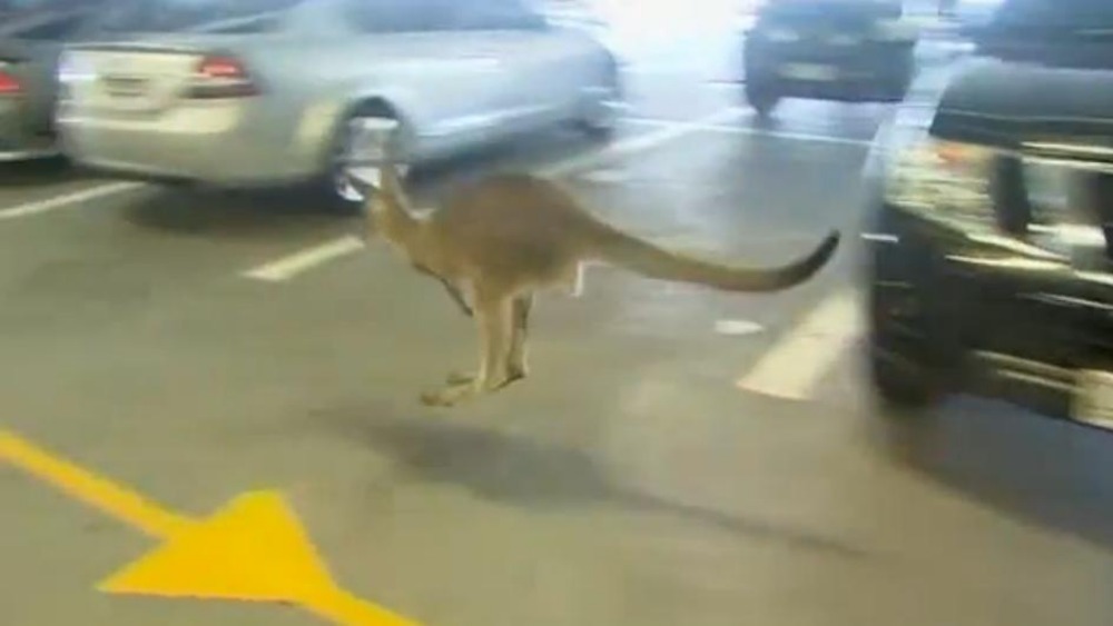 Kangaroo runs wild at Australian airport car park | ITV News