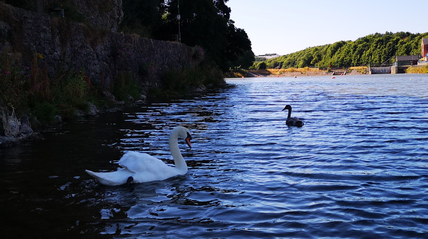 'Killer' swan attacks and kills at least ten others in Pembroke | ITV ...