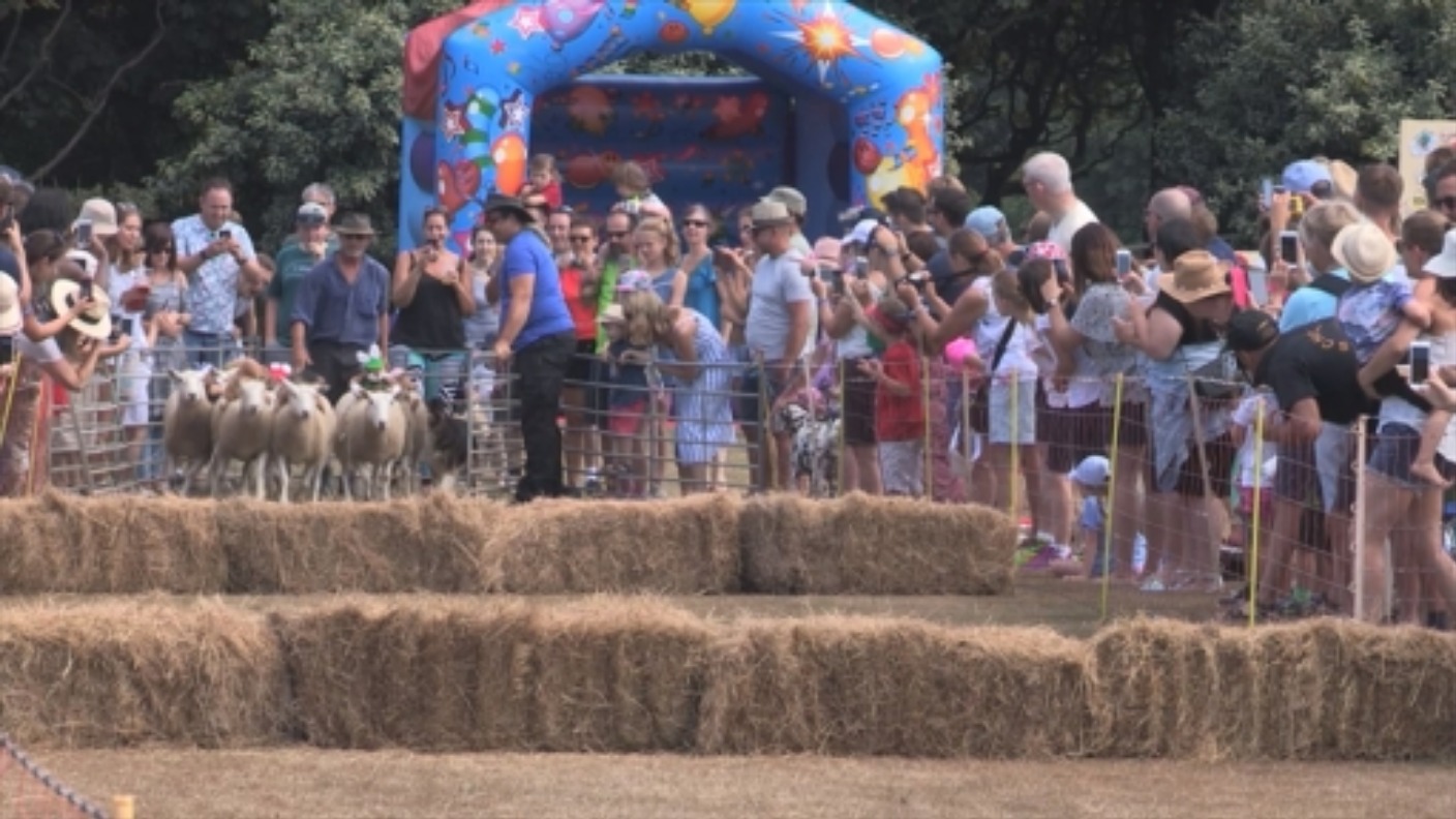More than 1,000 visitors and islanders in Sark for sheep racing | ITV ...