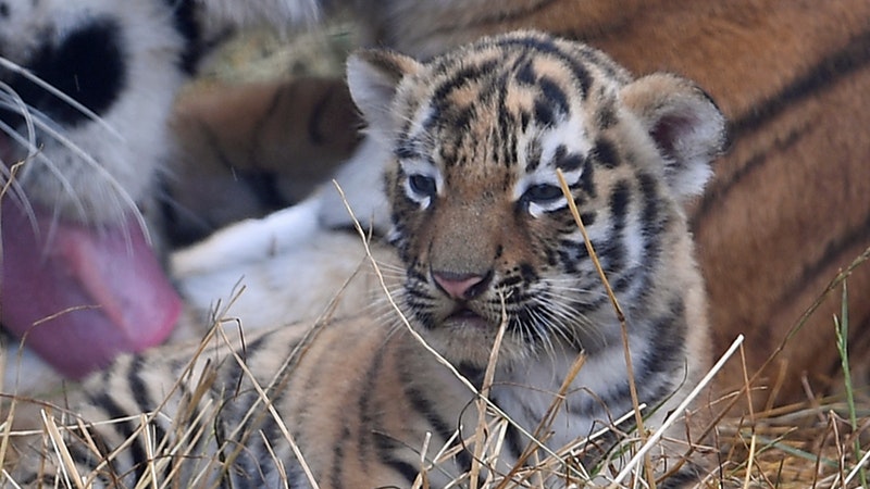In Pictures: Adorable cubs venture out to mark International Tiger Day ...