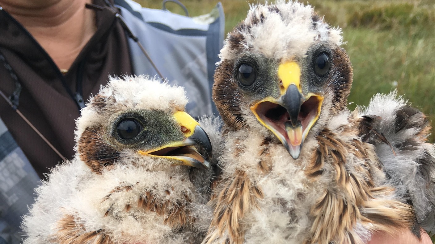 Hen Harrier breeding season 'best for a decade' | ITV News Granada