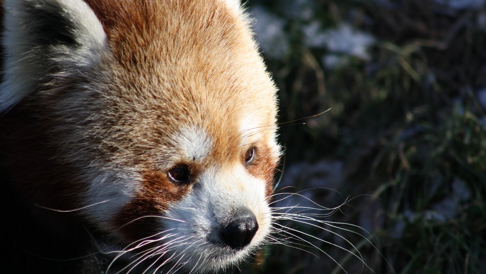 Red pandas enjoy the cold in Newquay | ITV News West Country
