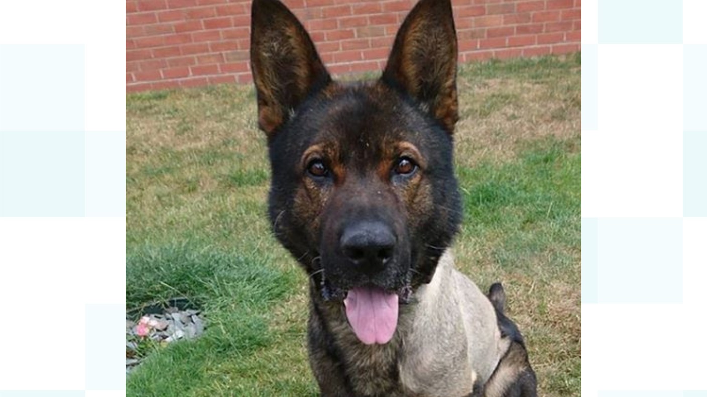 Brave police dog back on duty following stabbing | ITV News Central