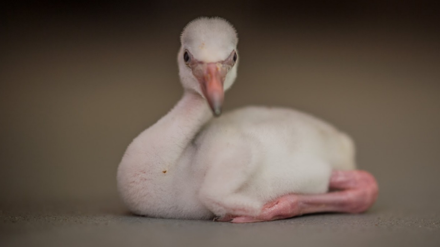 Fluffy flamingos that hatch at Chester Zoo | ITV News Granada