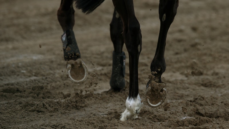 Eight injured after horse bolts at county show | ITV News