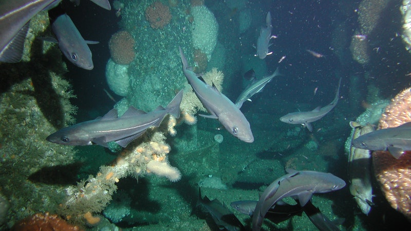 Oil and gas rigs could help at-risk corals thrive, study says | ITV News