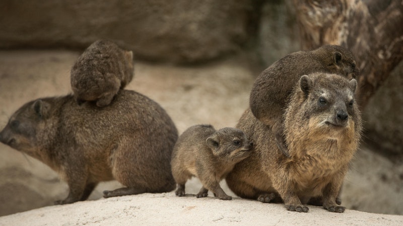 Rock hyrax babies make public debut at Chester Zoo | ITV News