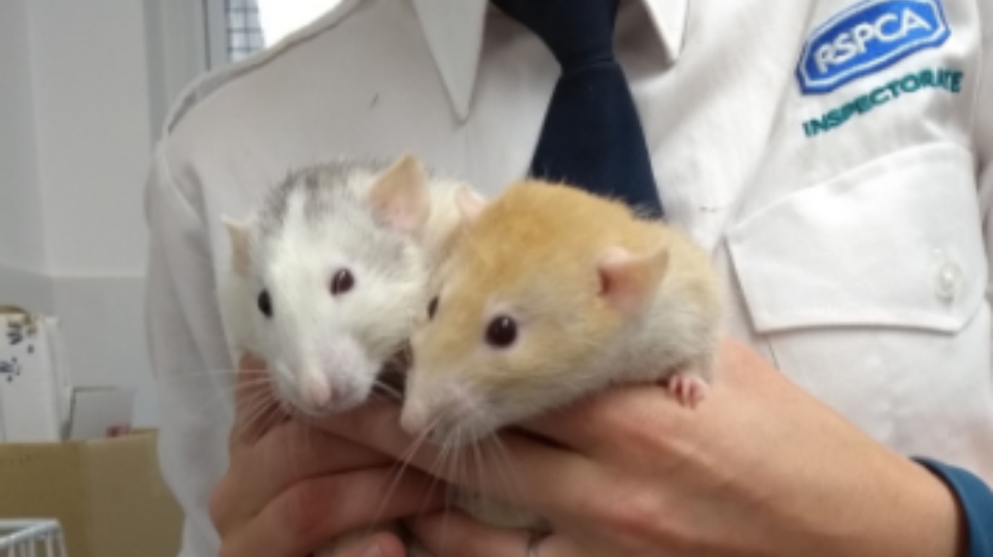 Two pet rats dumped outside shop | ITV News Meridian