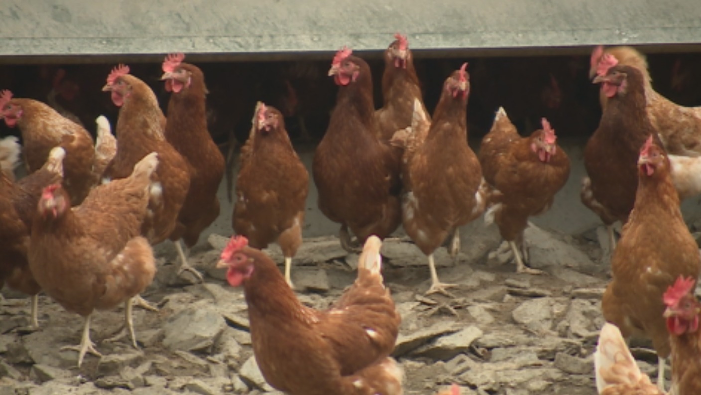 Brexit concerns prompt rise in poultry units across Wales | ITV News Wales