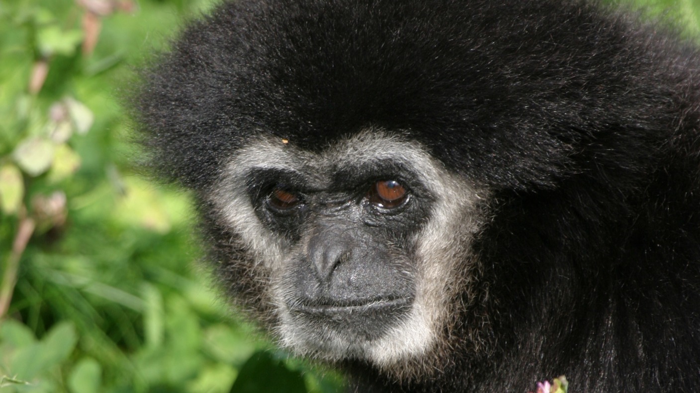 George the Gibbon has died at Jersey Zoo | ITV News Channel