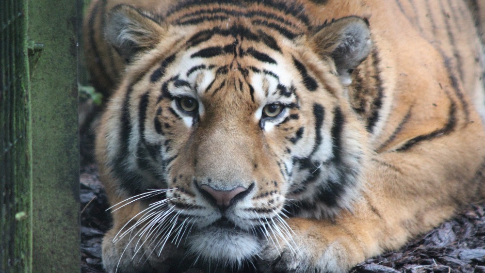 Rare tiger arrives in Bedfordshire | ITV News Anglia