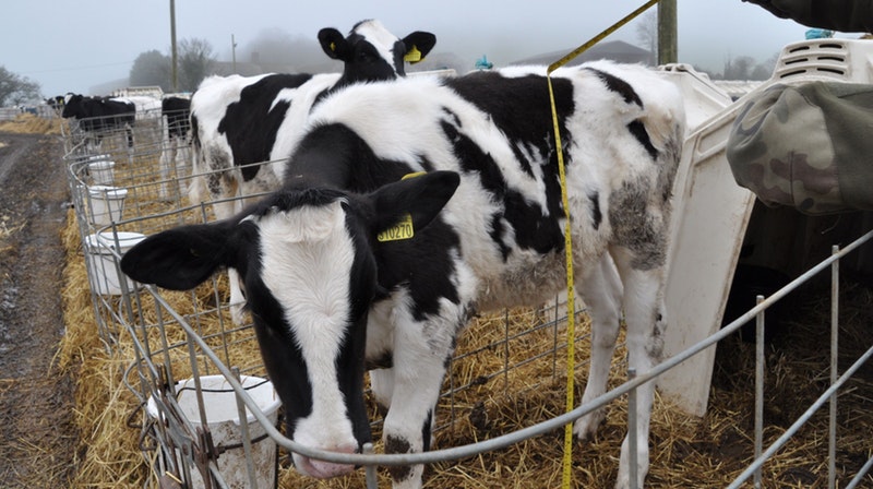 Chief vet moves to reassure public on shipping of young calves from ...