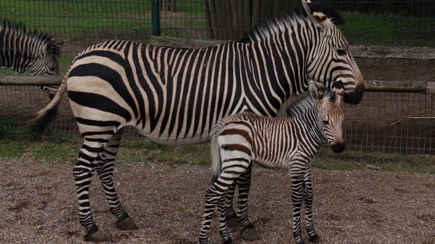 Zoo celebrates 'miracle' birth of extremely rare baby zebra | ITV News ...