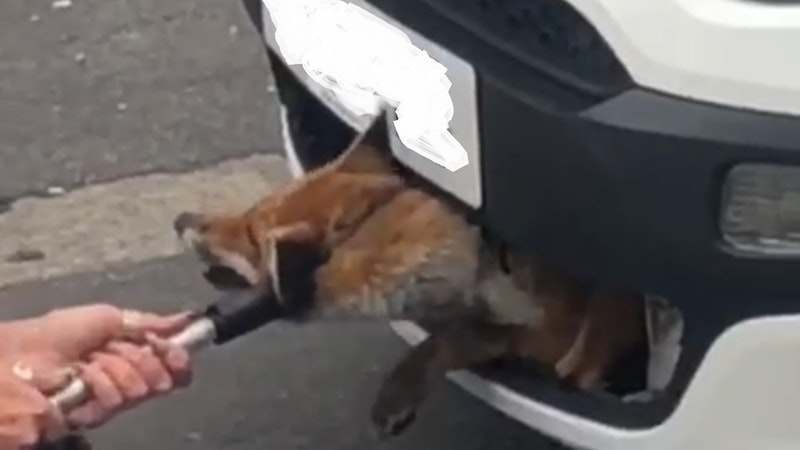 Fox survives 12 hours stuck in car grille after accident | ITV News