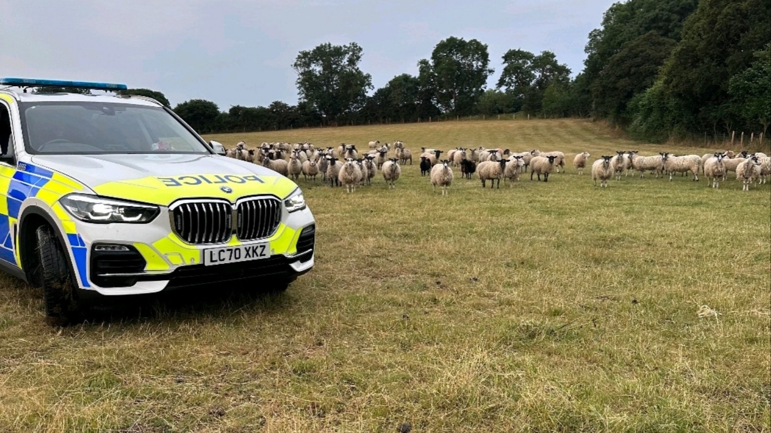 Hampshire Police called to report of sheep doing 'ewe-turns' on country ...
