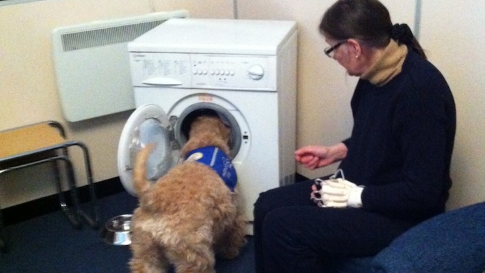 Sheffield Support Dog centre needs "puppy walkers" to carry on | ITV ...