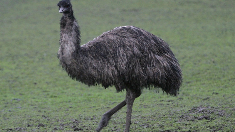 Man arrested after online video shows emus being killed by a car | ITV News