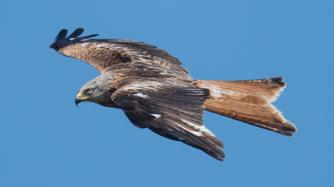 Bird crime report reveals illegal killing continues in Wales | ITV News ...
