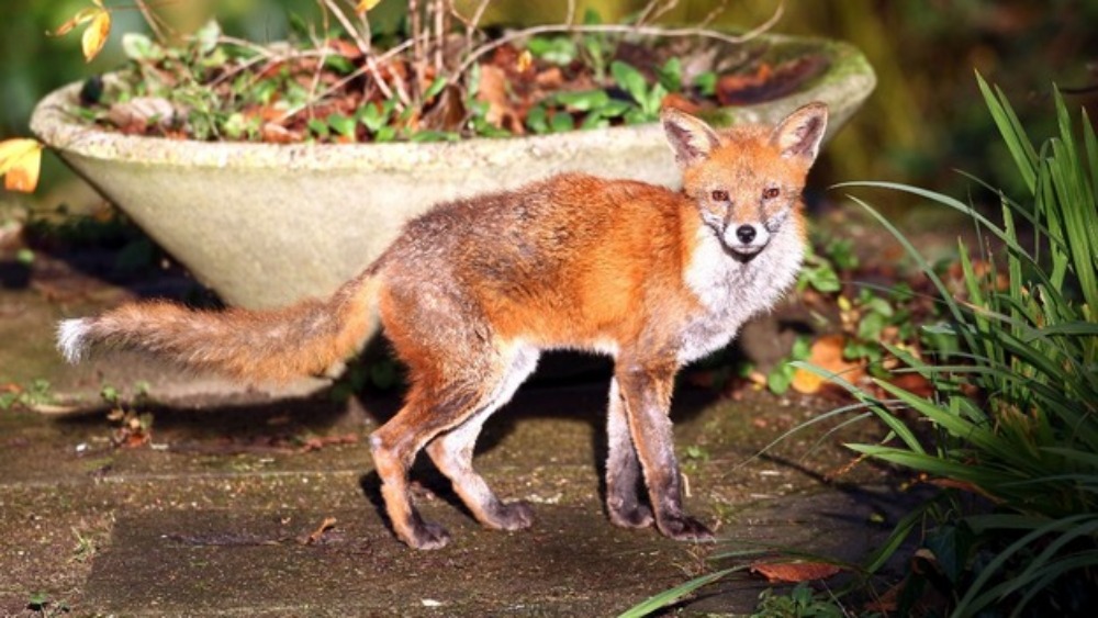 Baby recovering after fox attack | ITV News London