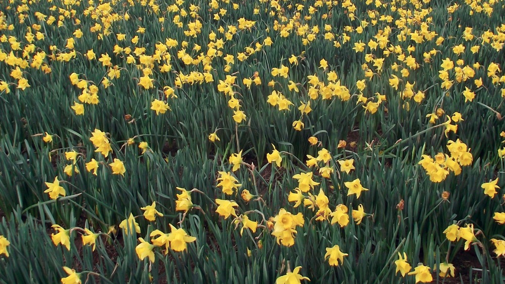The first signs of Spring, with milder more settled weather this ...