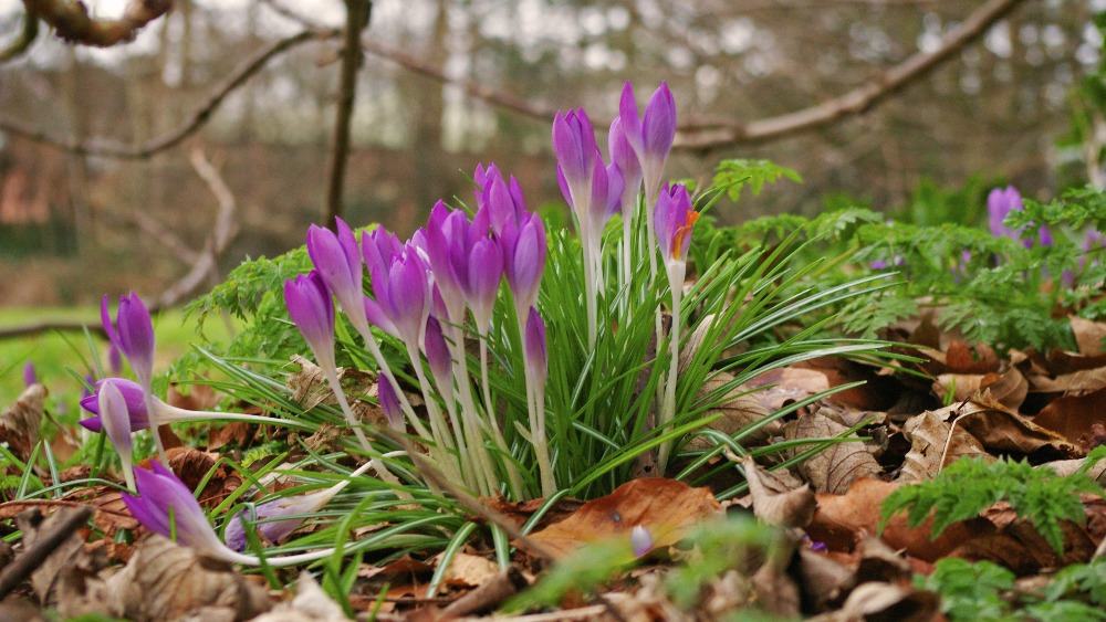 A taste of Spring this weekend | ITV News Central