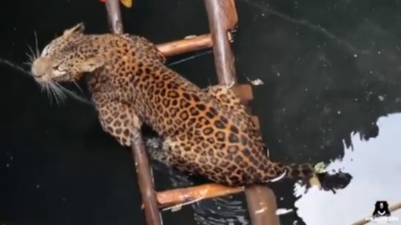 Leopard in a tight spot saved from drowning in deep well thanks to a ...
