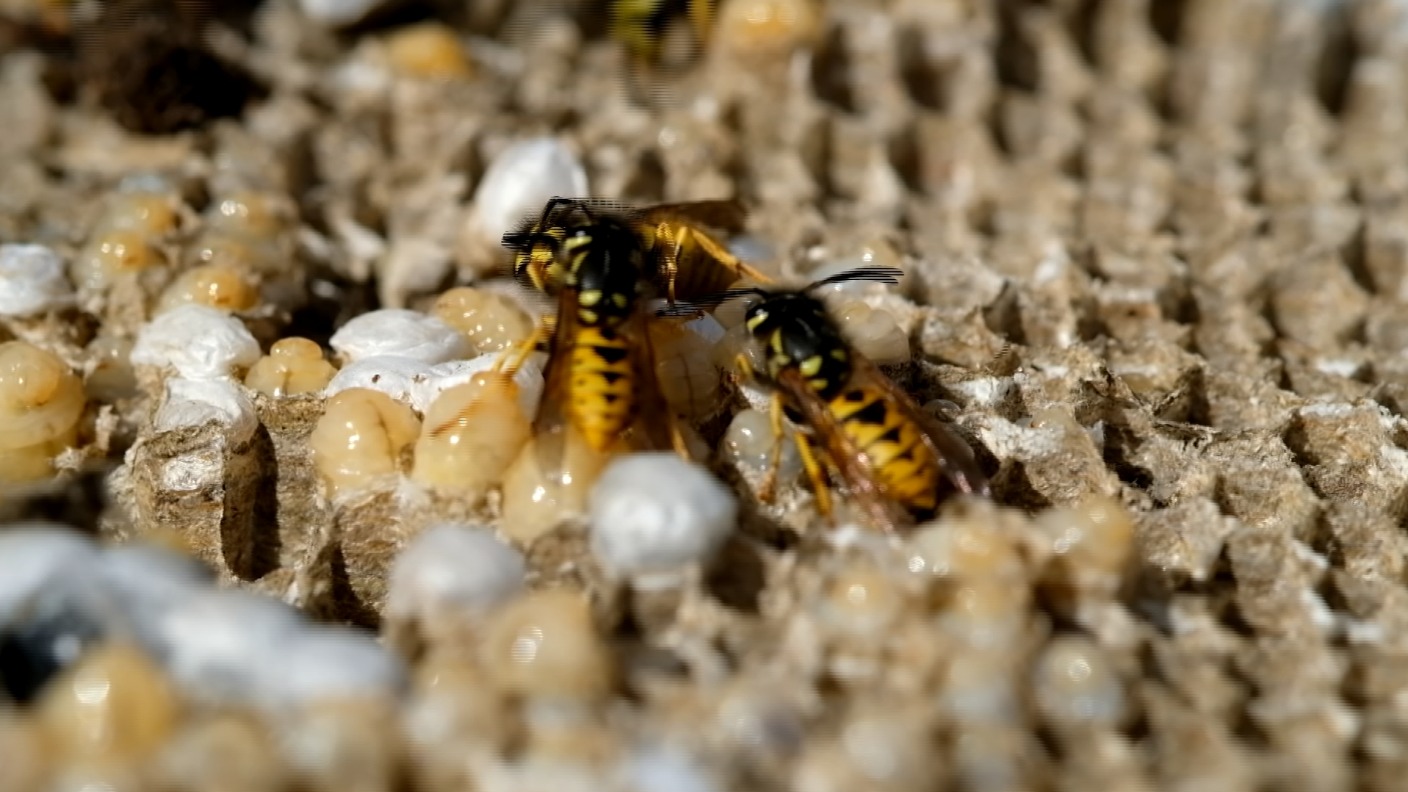 Scientists digging up British wasp nests to find deadly parasite that ...