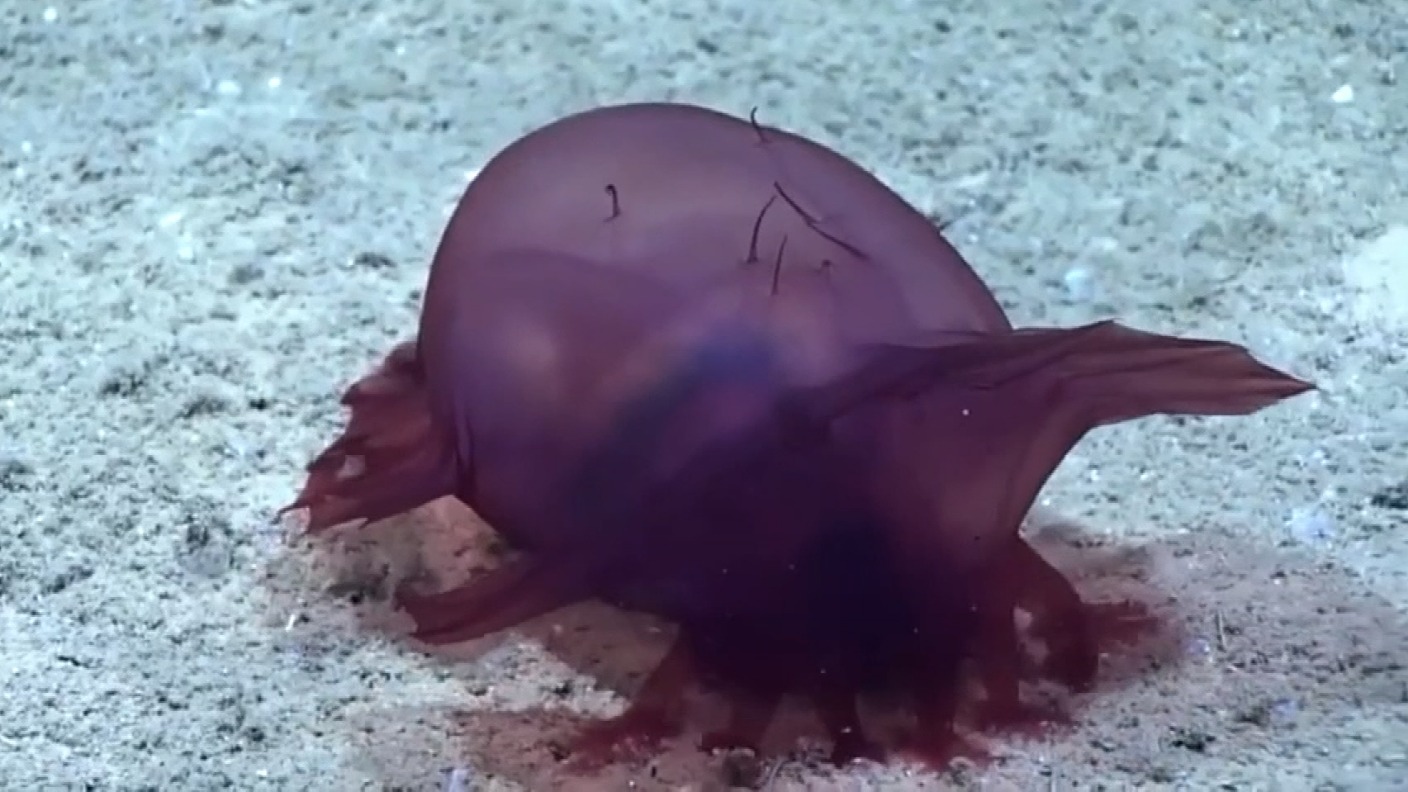 'Headless chicken monster' filmed for first time in Southern Ocean ...