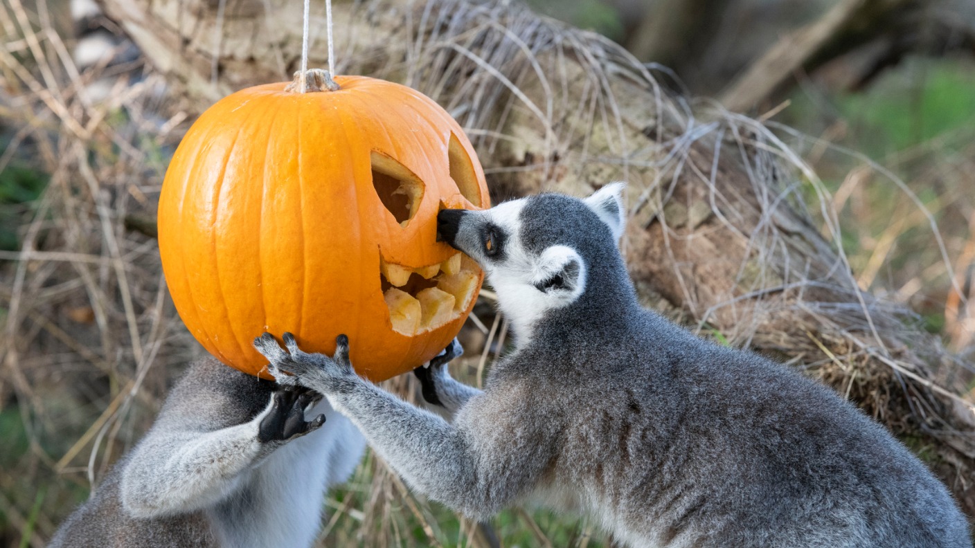 Lemurs enjoy a Pumpkin Party | ITV News Central