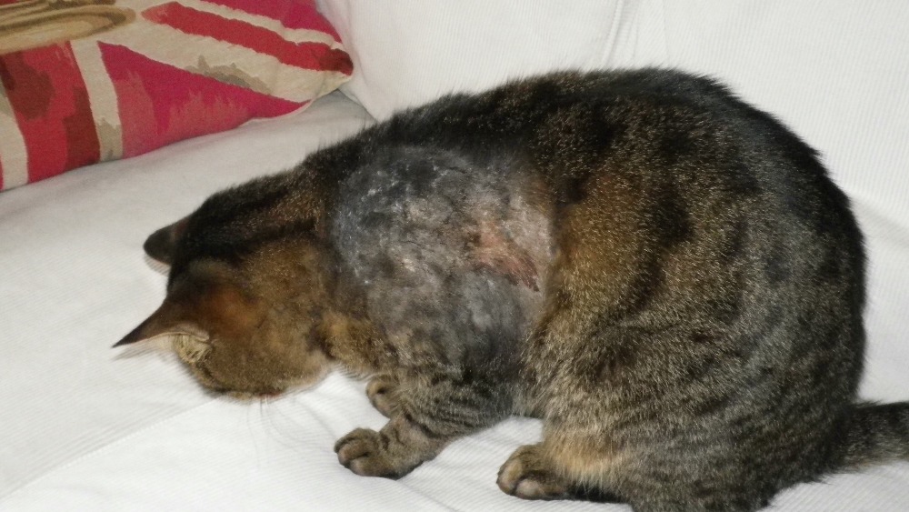 Cat survives after boiling water poured on fur | ITV News West Country