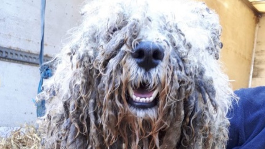 Dumped dogs 'worst case ever seen' by Swansea rescue centre | ITV News ...