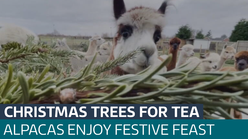 The farm where alpacas munch on discarded Christmas trees - Latest From ...