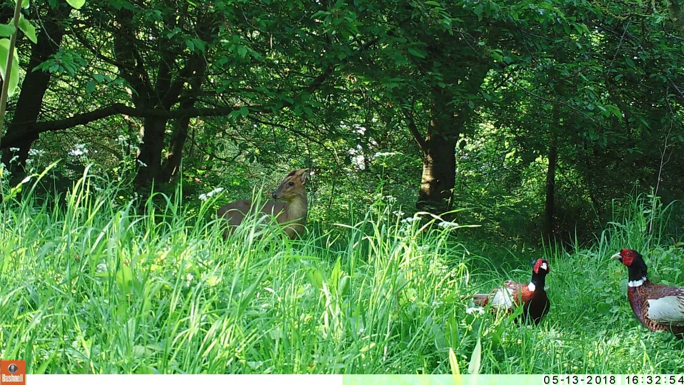 'Wild Watch' cameras reveal surprise garden guests | ITV News Anglia