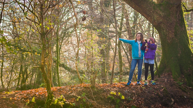Tree planting, walks and forest meditation to mark ‘tree charter day ...