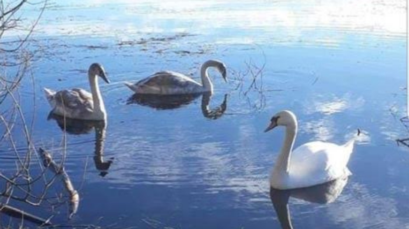 Swan "shot dead" in County Durham | ITV News Tyne Tees