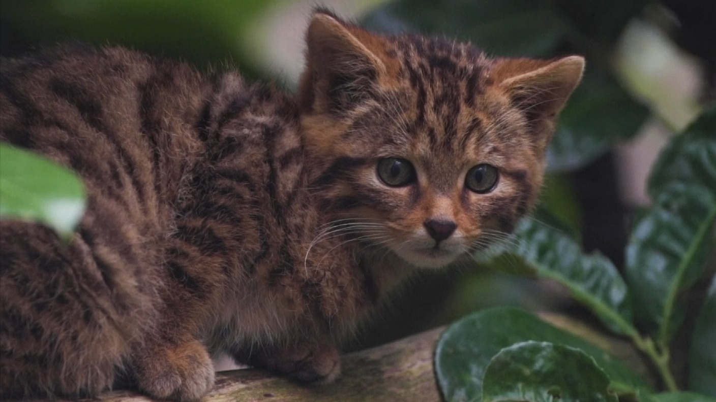 Rare 'Highland Tiger' kitten caught on camera | ITV News