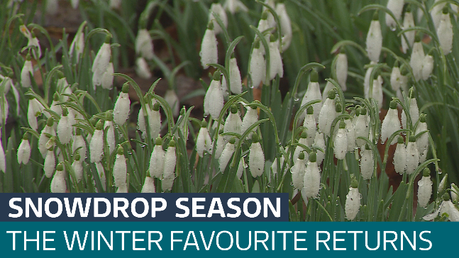 From 'Trump' to 'moses basket' - the historic home with 500 varieties ...