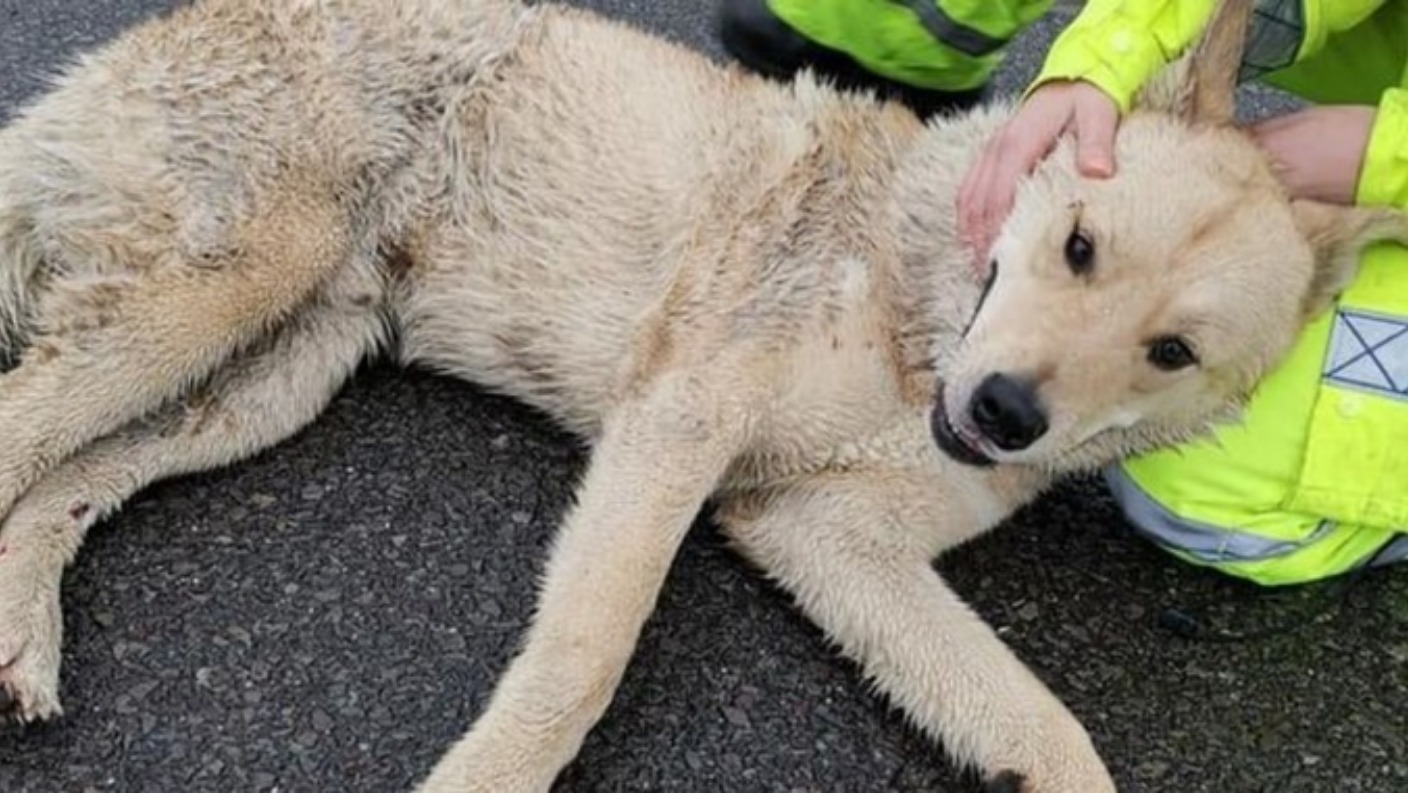 Dog hit by car on M1 finds new home with highways officer who rescued ...
